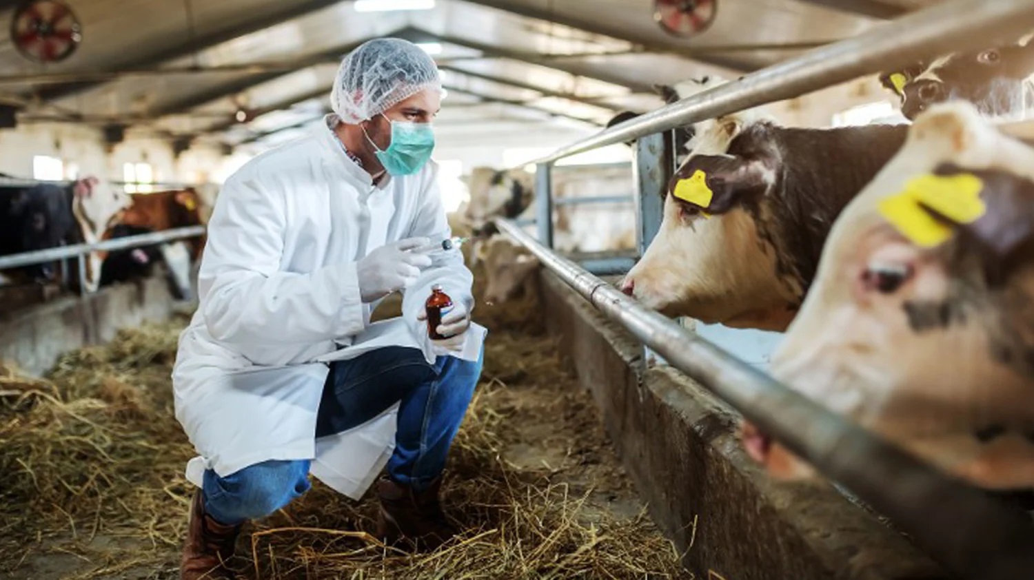 Identifican Un Cuarto Caso Humano De Gripe Aviar Relacionado Con Un ...