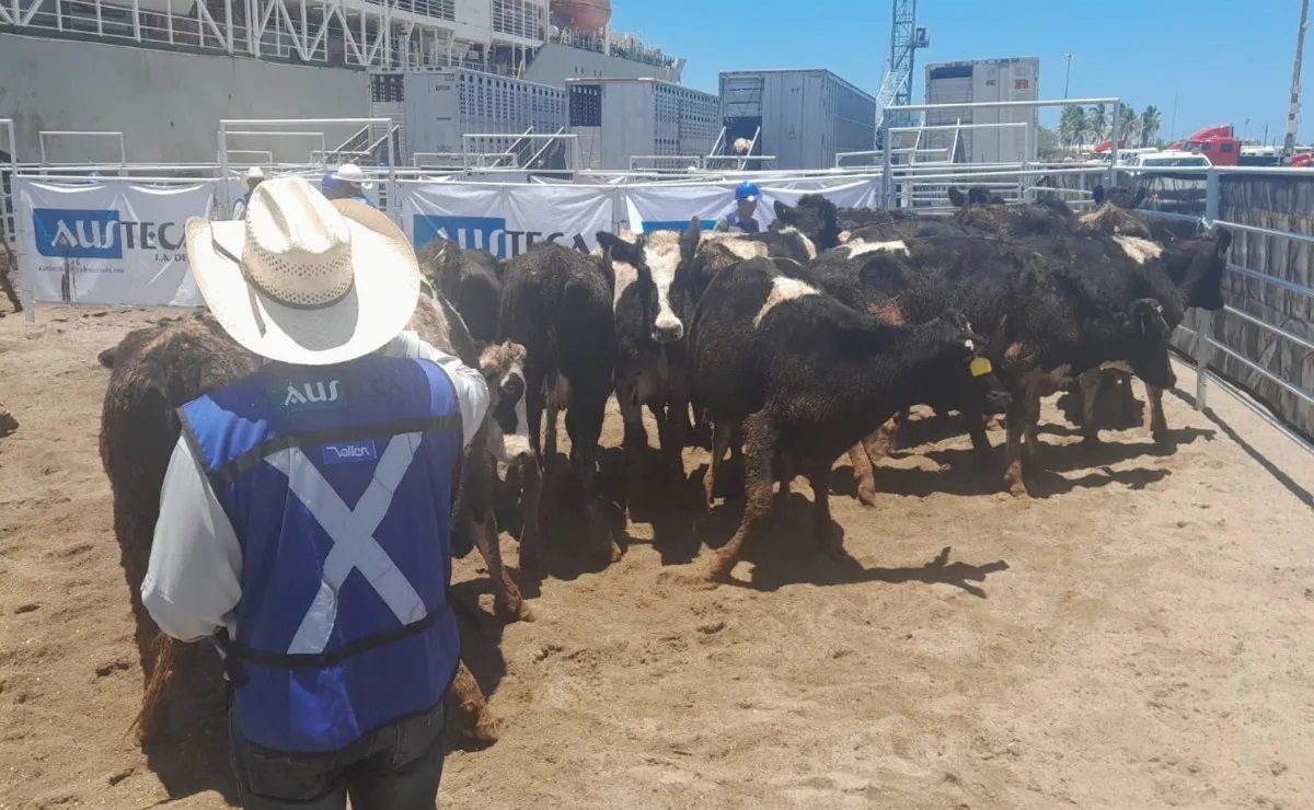 México Apuesta Fuerte Al Hato Lechero: Más De 1,500 Vacas De Alta ...